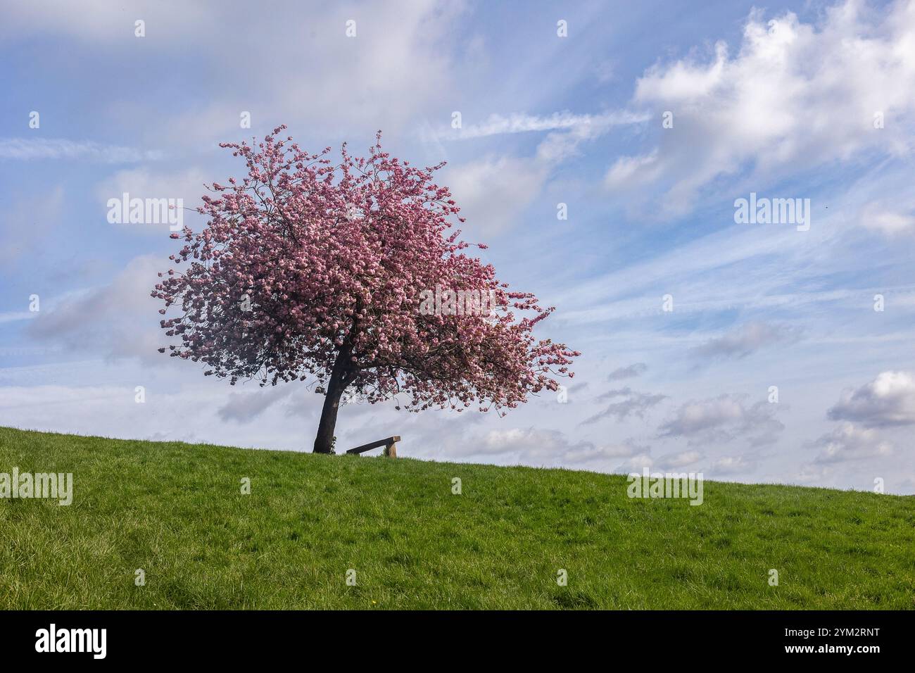 Lone blossom hi-res stock photography and images - Alamy