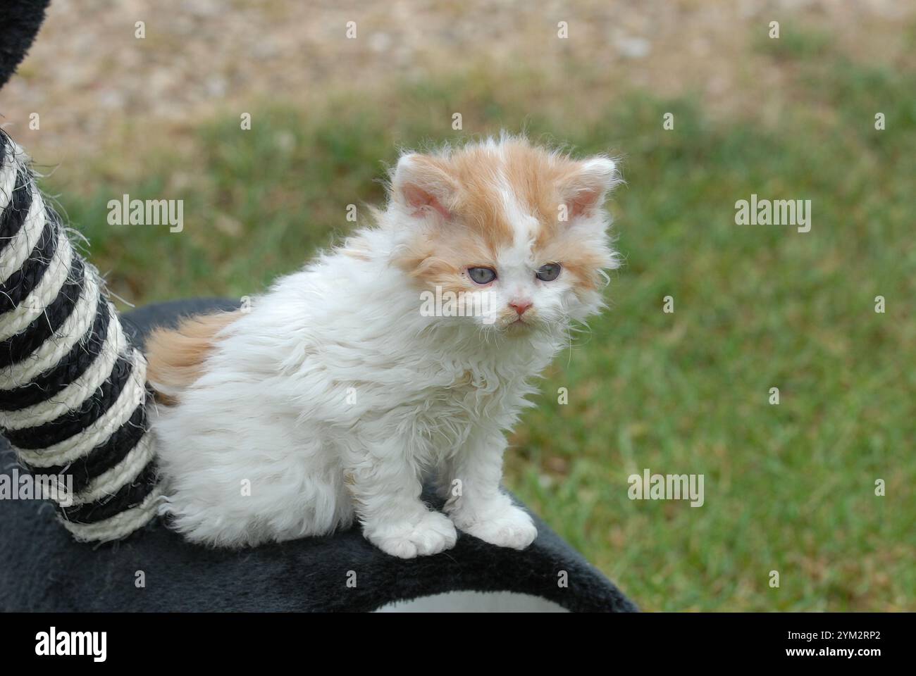 These kittens appear to belong to the Selkirk Rex breed, known for ...