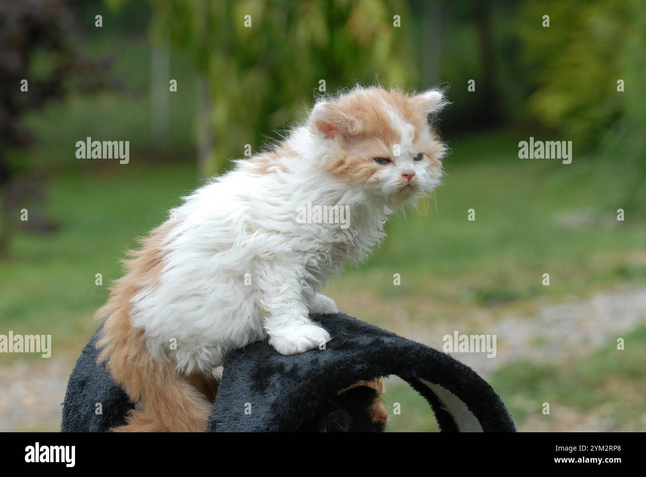 These kittens appear to belong to the Selkirk Rex breed, known for ...