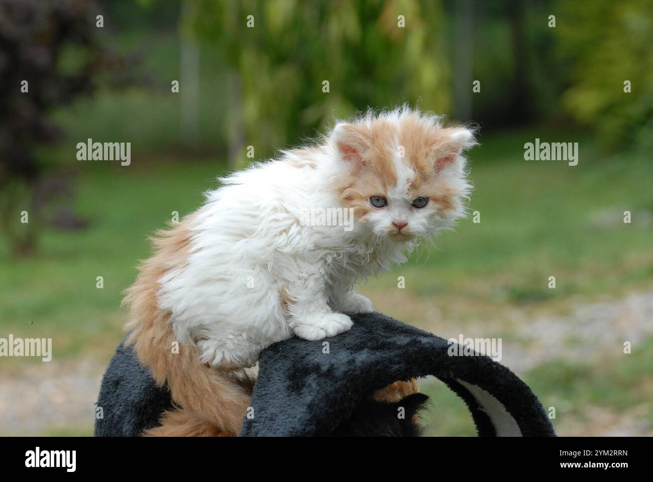 These kittens appear to belong to the Selkirk Rex breed, known for ...