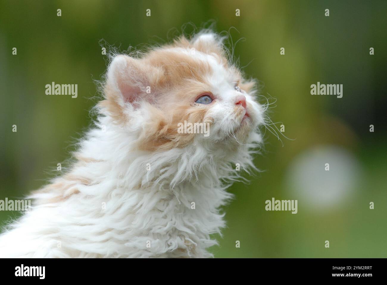 These kittens appear to belong to the Selkirk Rex breed, known for ...