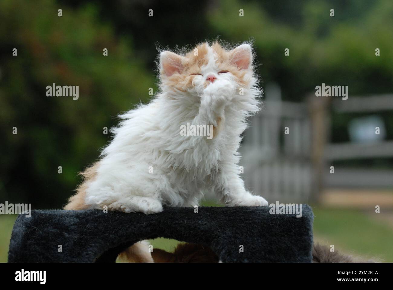 These kittens appear to belong to the Selkirk Rex breed, known for ...