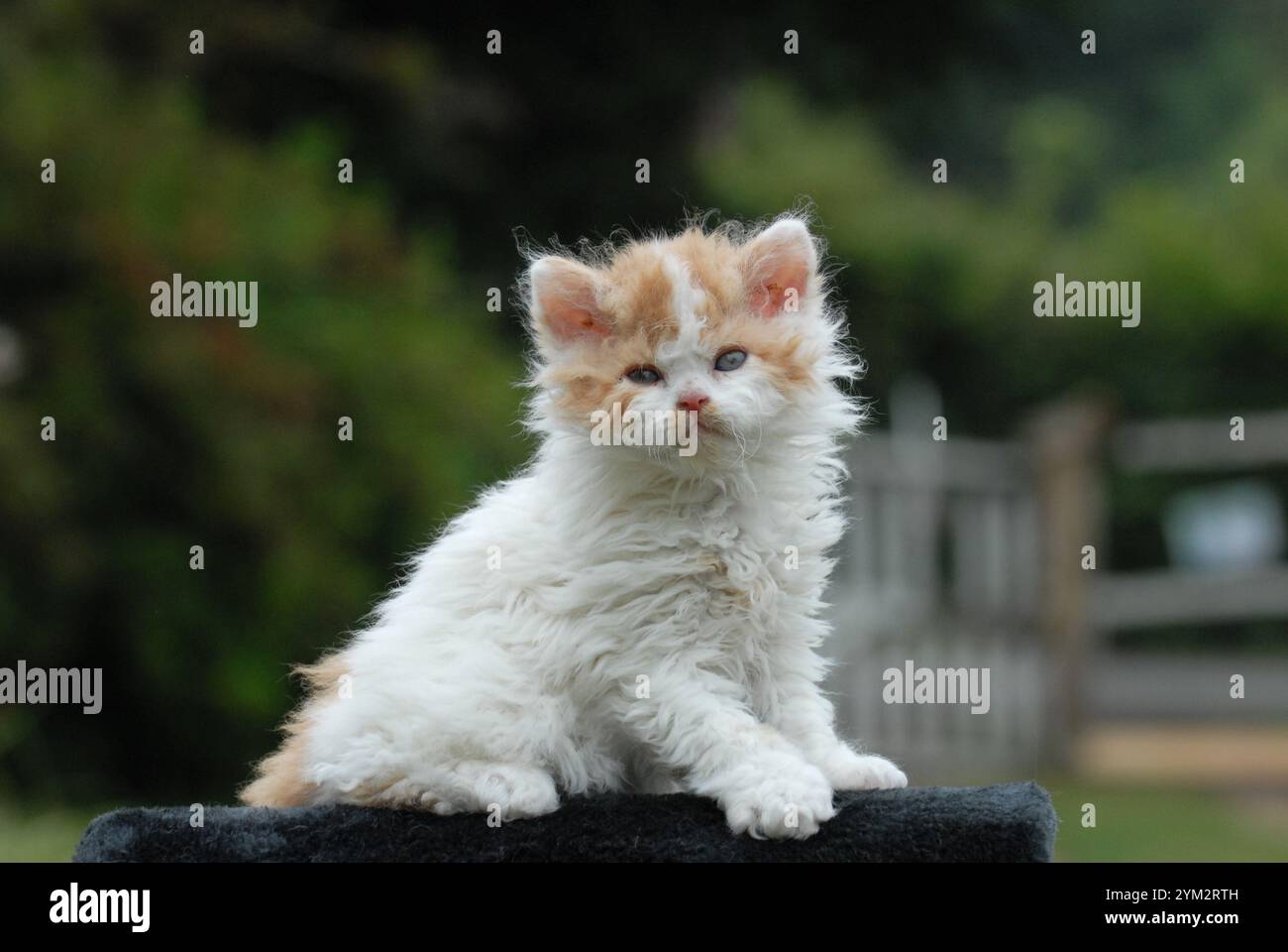 These kittens appear to belong to the Selkirk Rex breed, known for ...