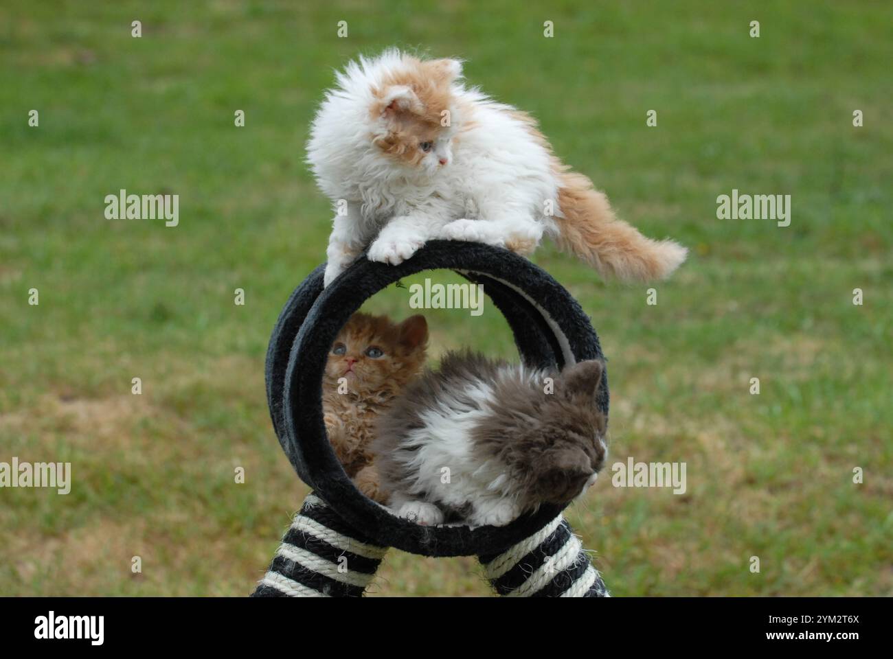 These kittens appear to belong to the Selkirk Rex breed, known for ...