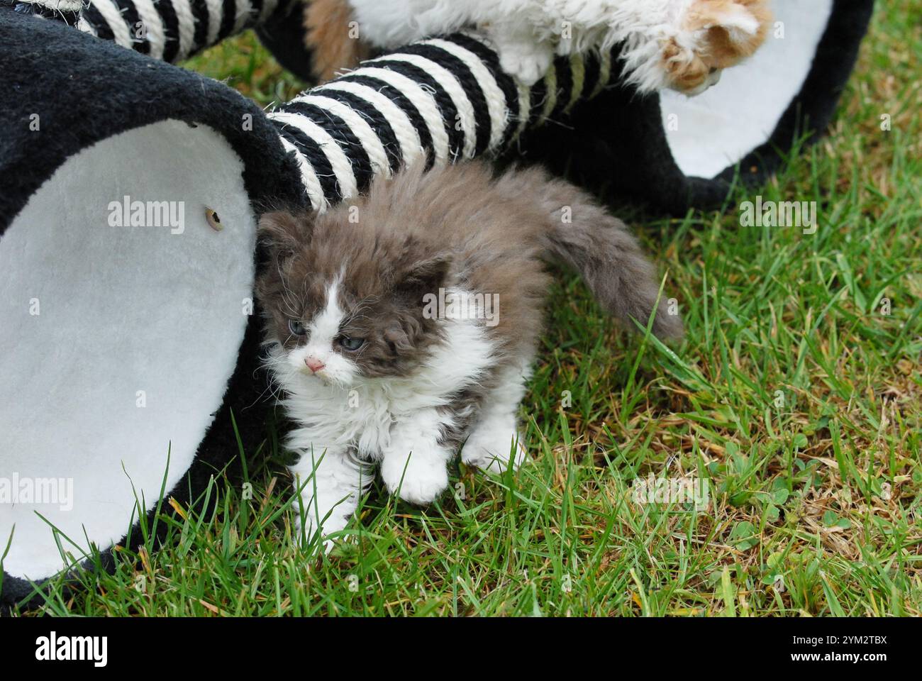 These kittens appear to belong to the Selkirk Rex breed, known for ...