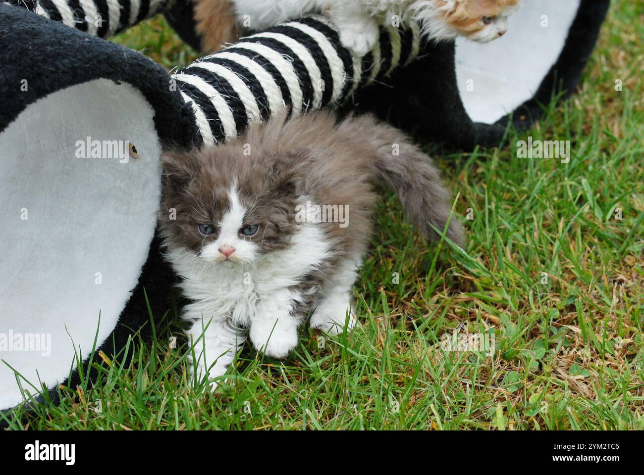 These kittens appear to belong to the Selkirk Rex breed, known for ...