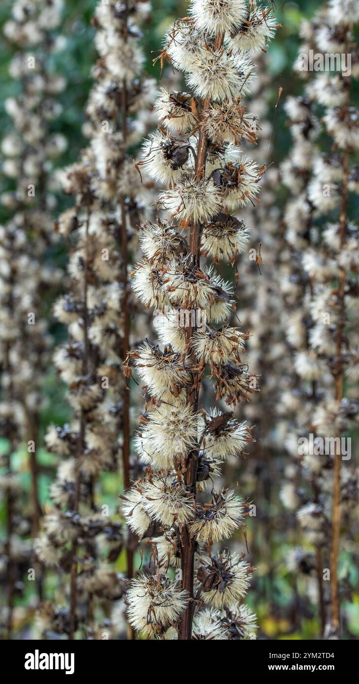 Stunning natural patterns close up of Ligularia stenocephala, narrow ...