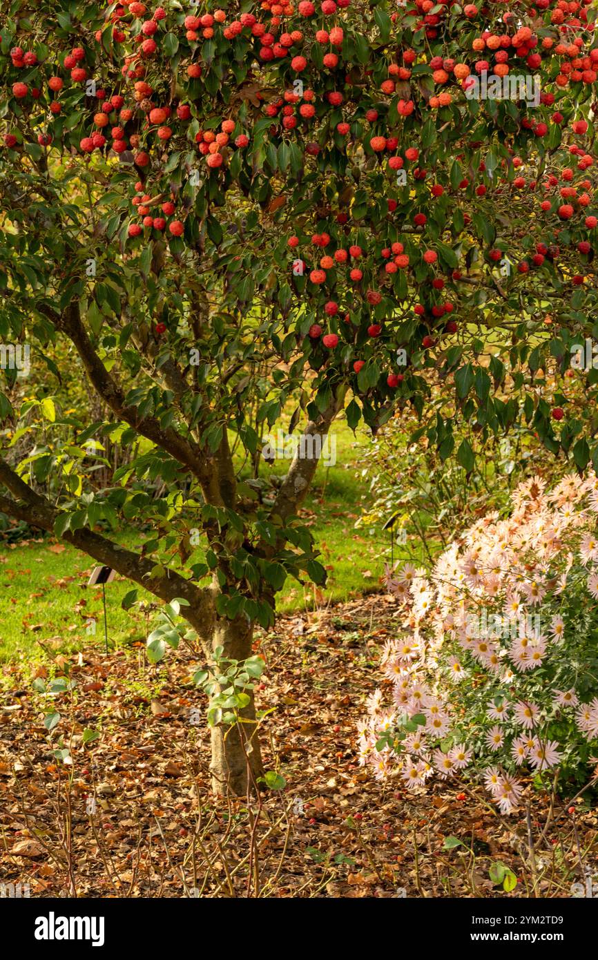 Brilliant Cornus Kousa 'John Slocock’ in its autumn colours with 'fruit ...