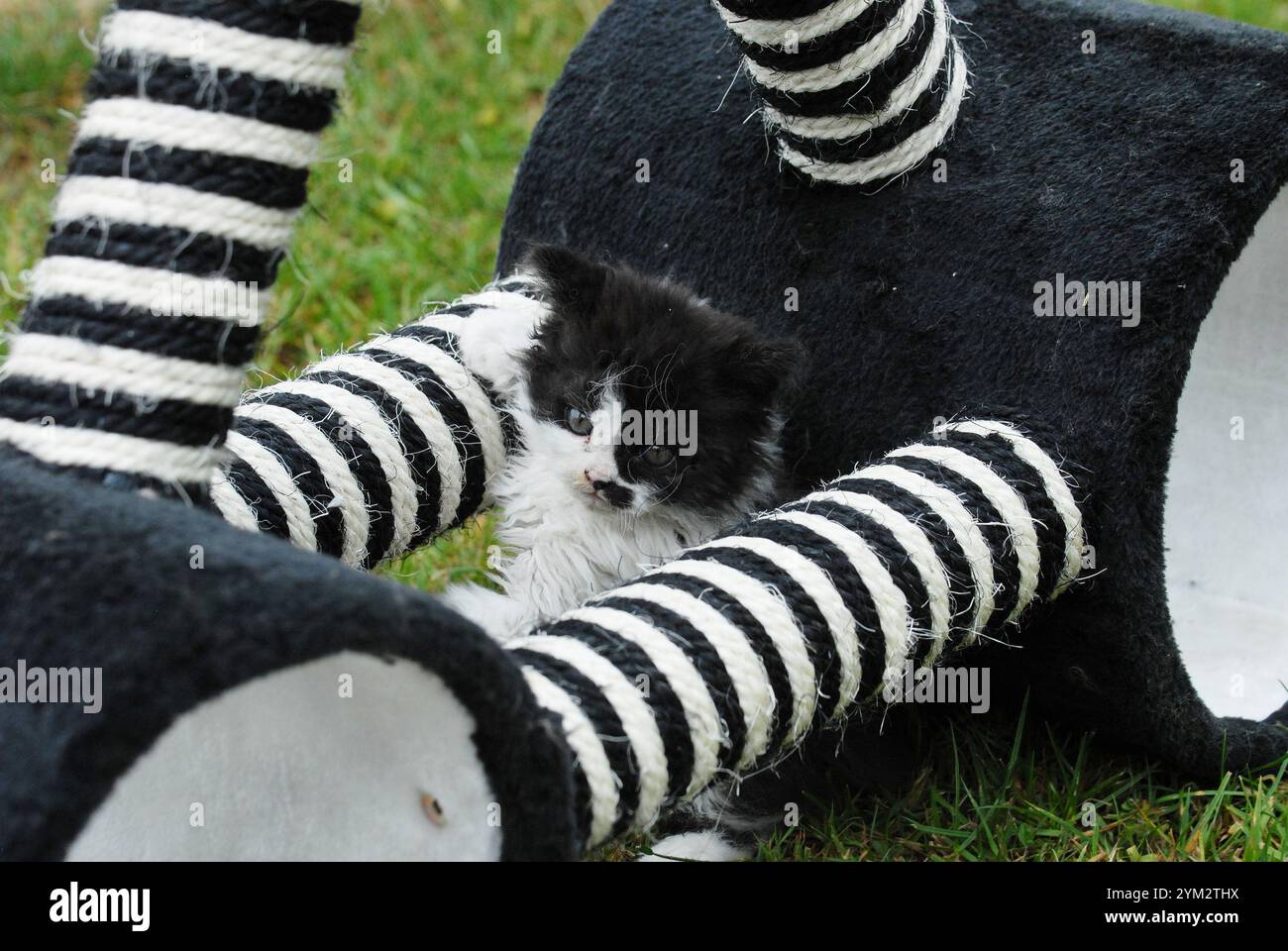 These kittens appear to belong to the Selkirk Rex breed, known for ...
