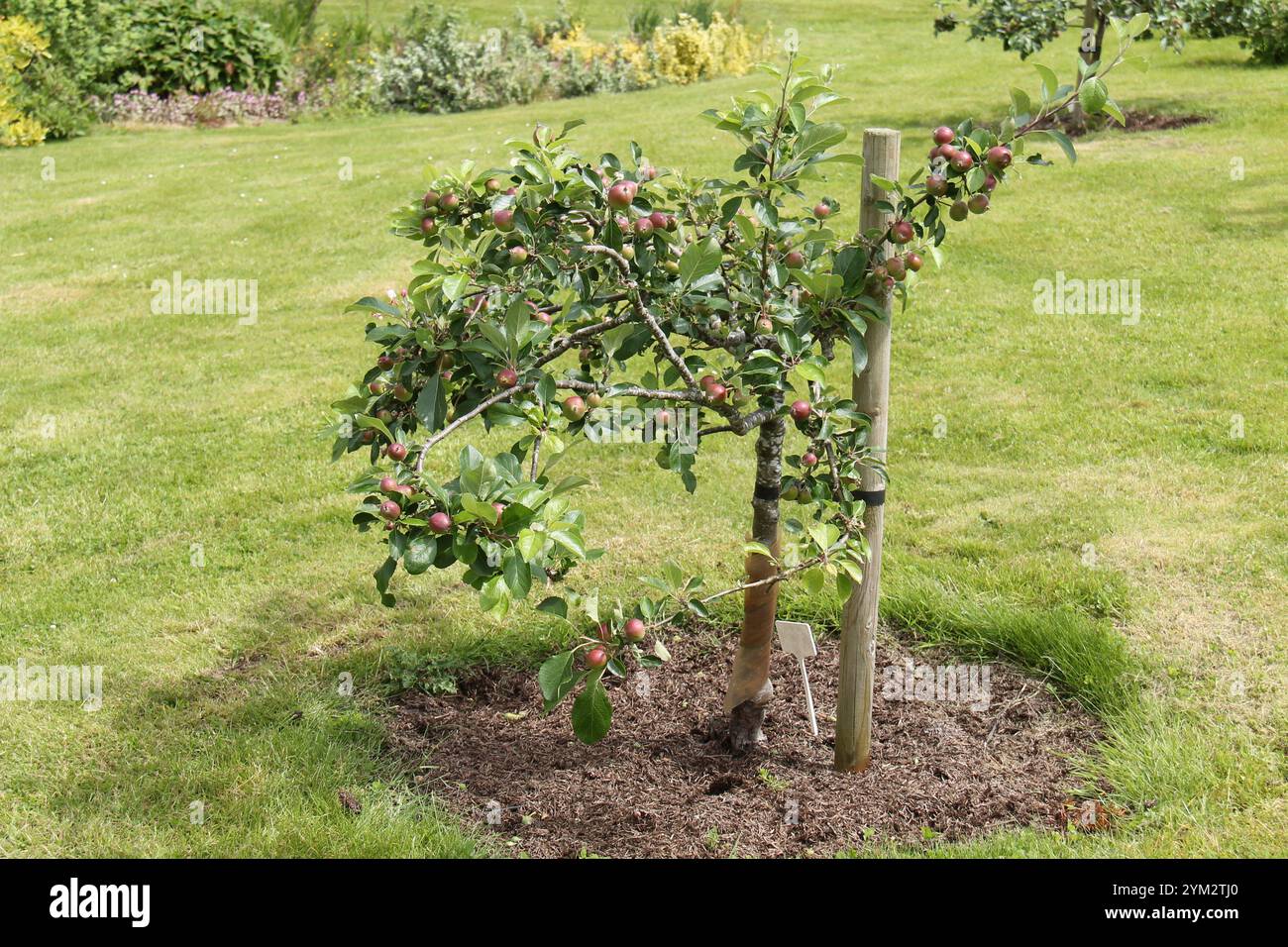 Dwarf apple orchard hi-res stock photography and images - Alamy