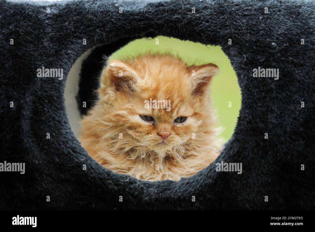 These kittens appear to belong to the Selkirk Rex breed, known for ...