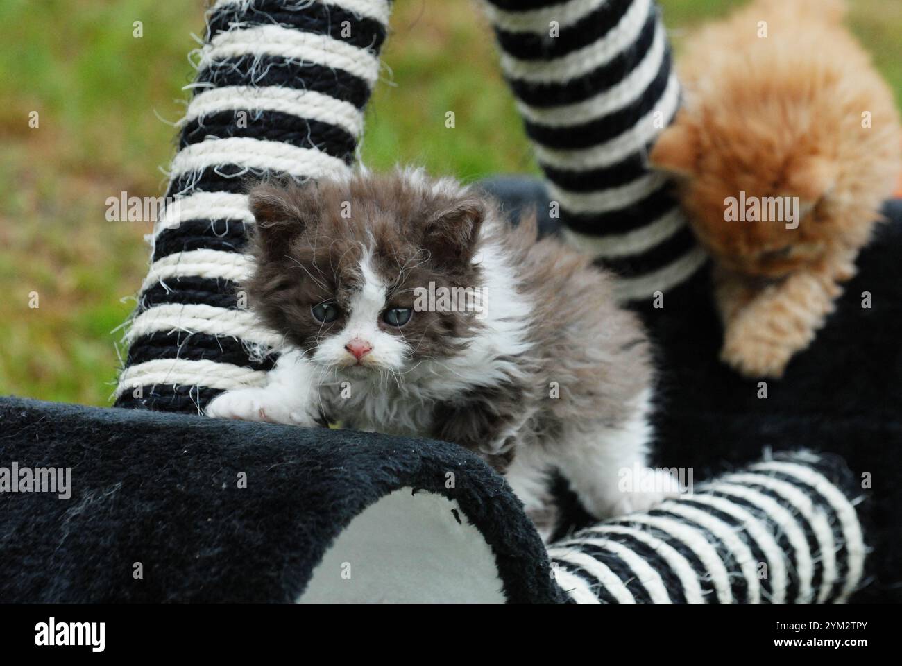 These kittens appear to belong to the Selkirk Rex breed, known for ...