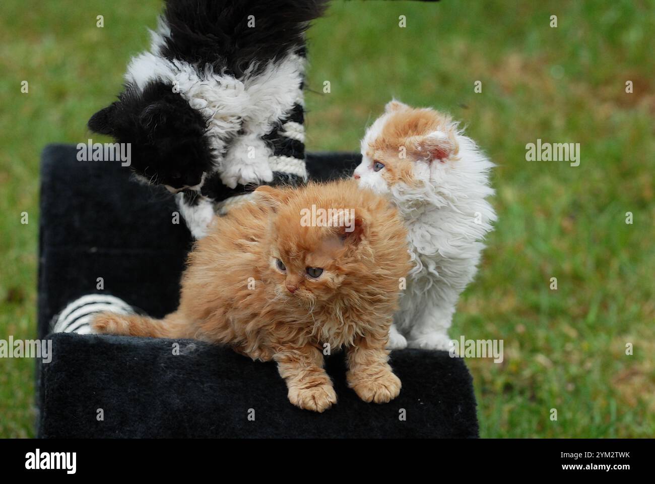 These kittens appear to belong to the Selkirk Rex breed, known for ...