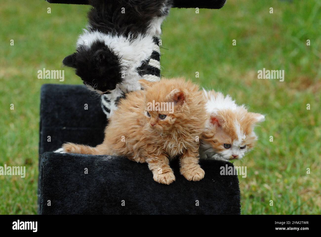These kittens appear to belong to the Selkirk Rex breed, known for ...