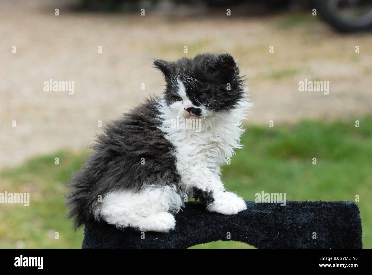 These kittens appear to belong to the Selkirk Rex breed, known for ...