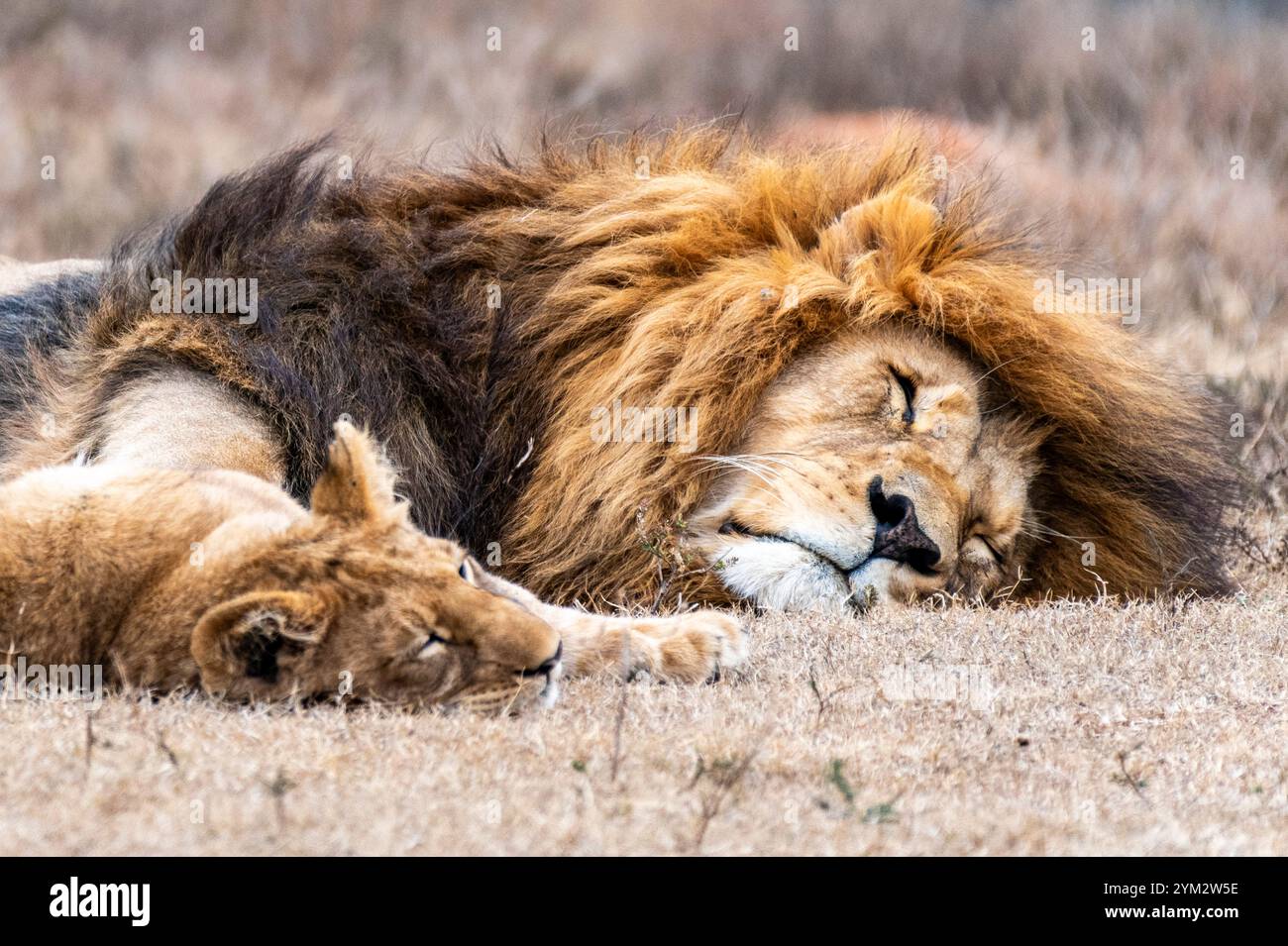 A pride of lions resting and sleeping at Schotia Game Reserve, Eastern ...