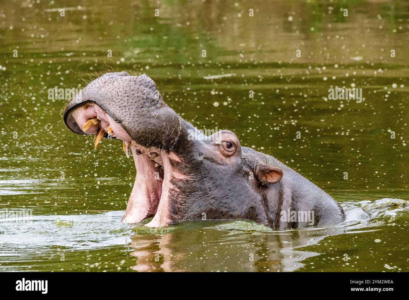 A male adult hippo opening its mouth yawning at Schotia Game Reserve ...