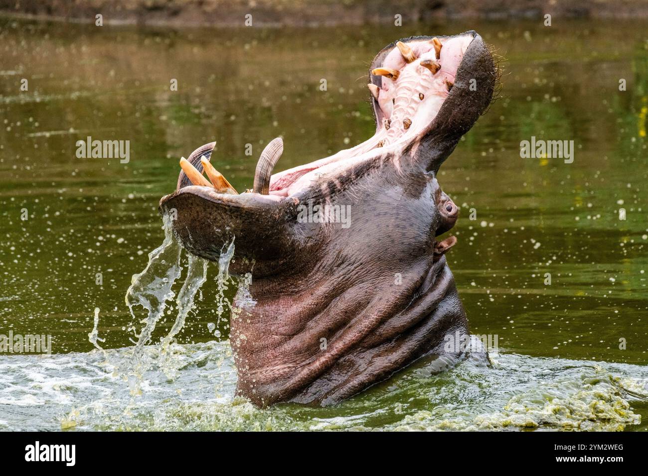 A male adult hippo opening its mouth yawning at Schotia Game Reserve ...