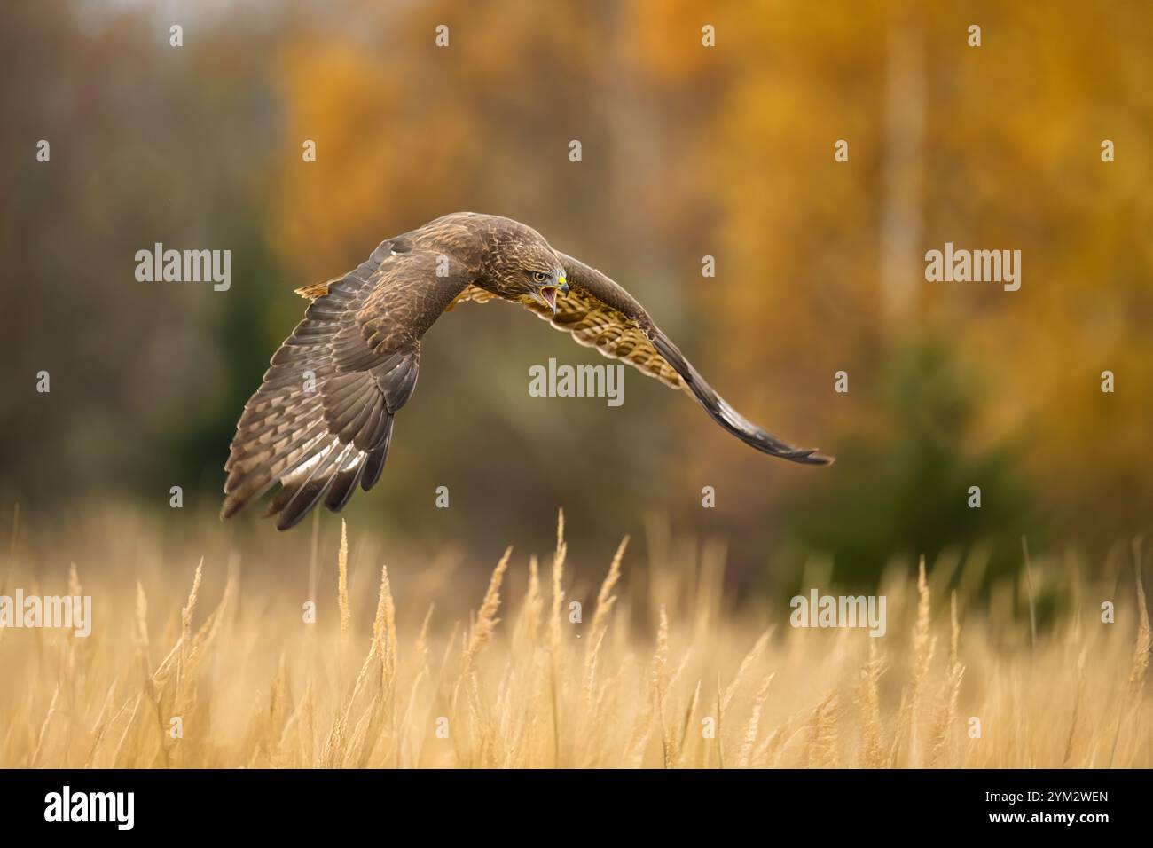 Buzzardworld hi-res stock photography and images - Alamy
