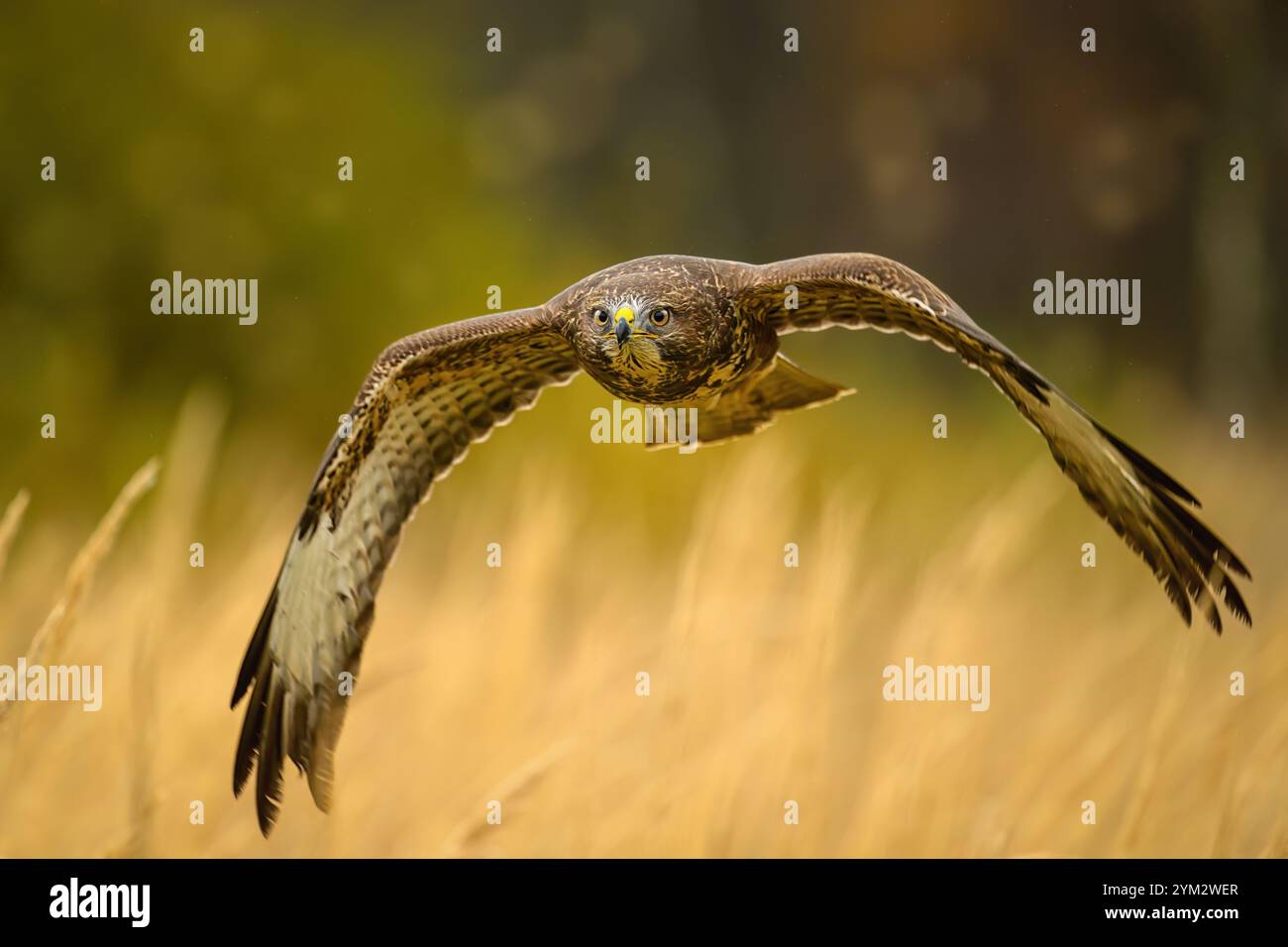 Buzzardview hi-res stock photography and images - Alamy