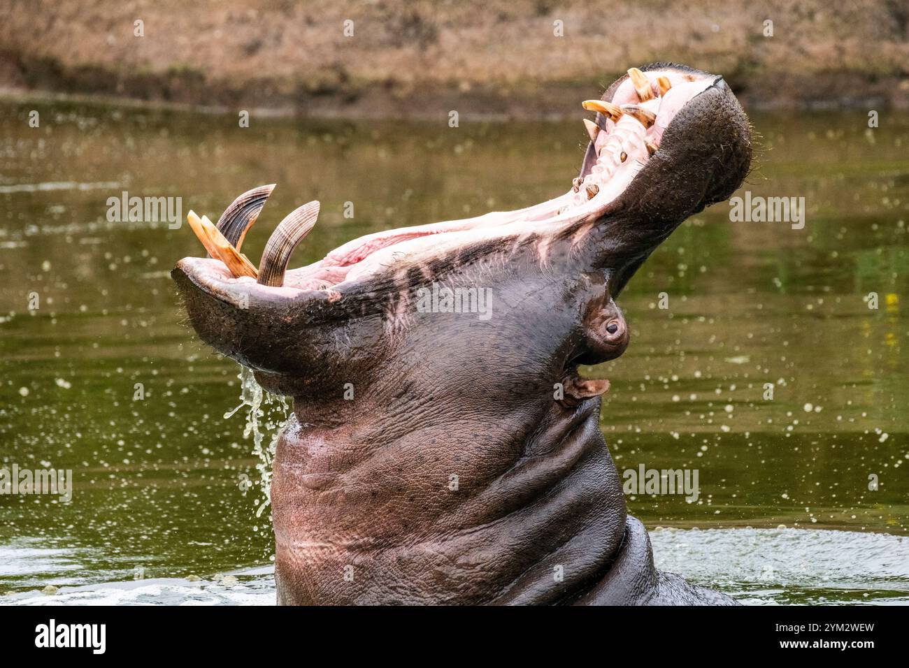 A male adult hippo opening its mouth yawning at Schotia Game Reserve ...