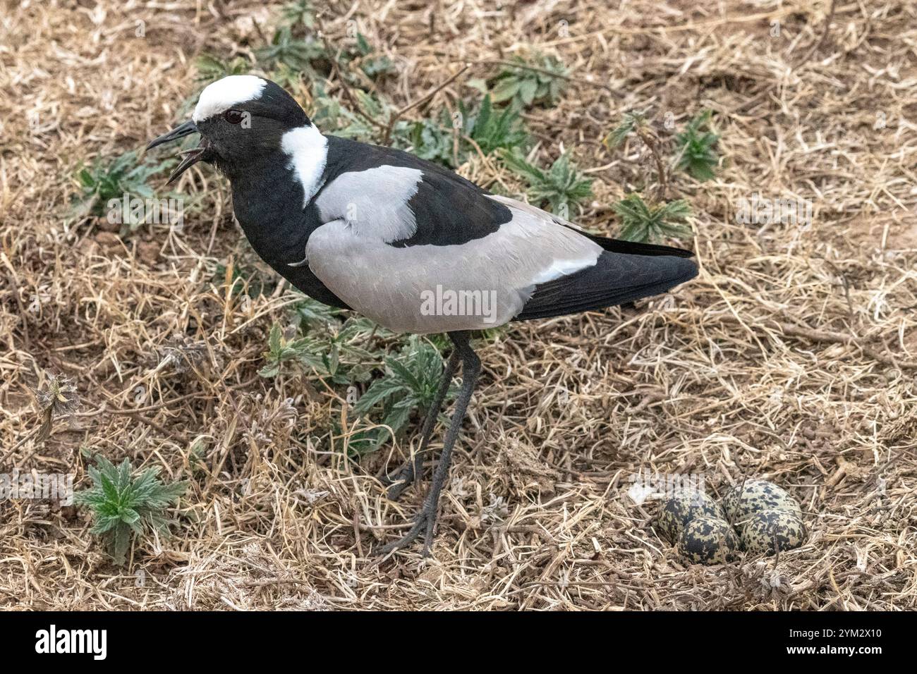 A blacksmith lapwing bird guarding its eggs in its nest at Schotia Game ...