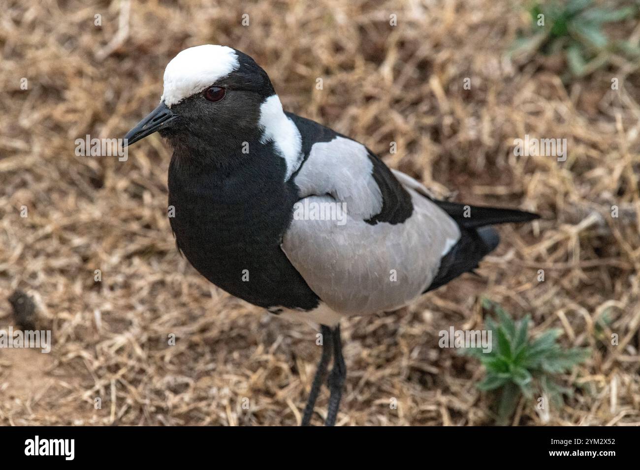 A blacksmith lapwing bird guarding its eggs in its nest at Schotia Game ...