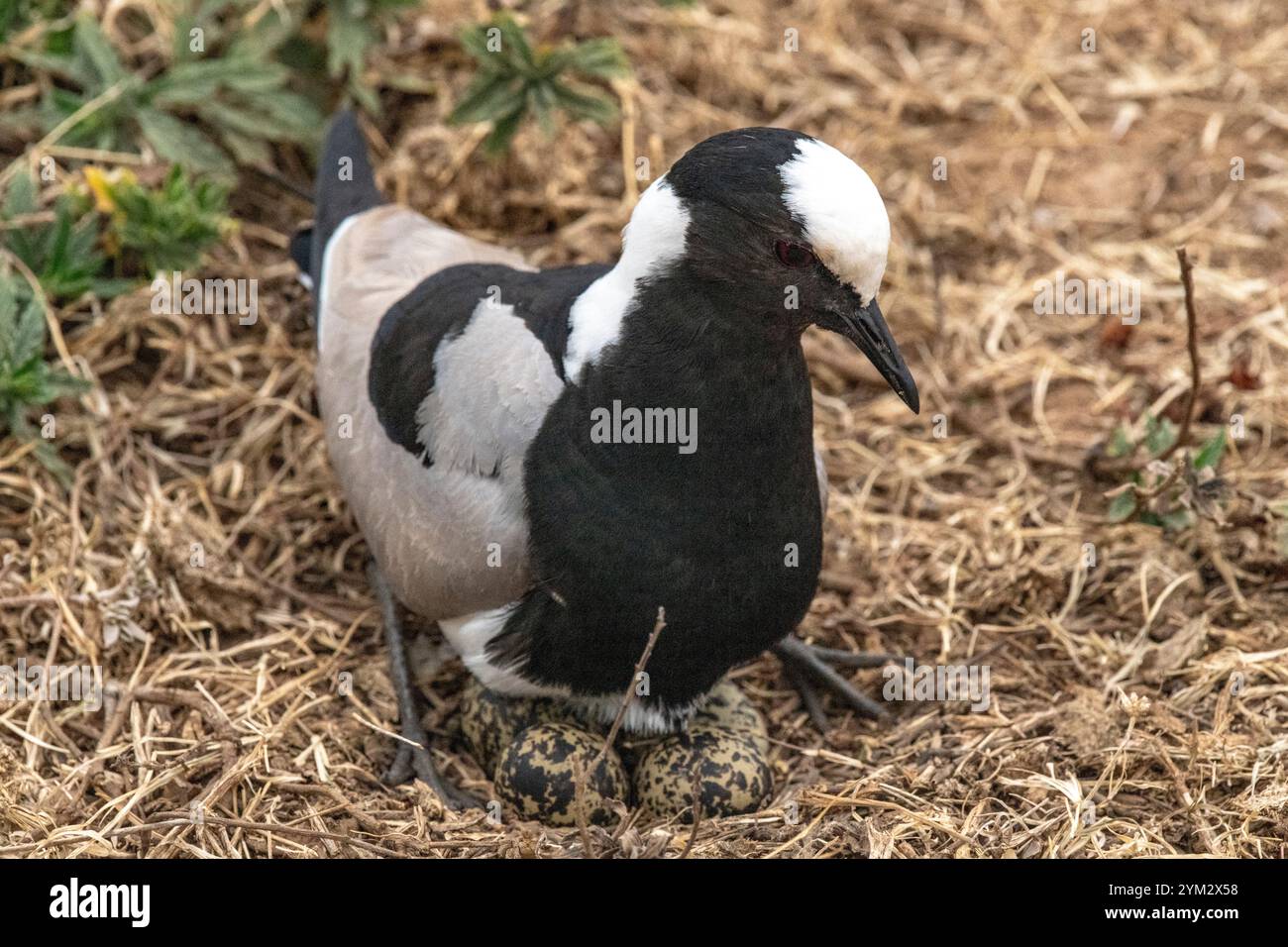 A blacksmith lapwing bird guarding its eggs in its nest at Schotia Game ...