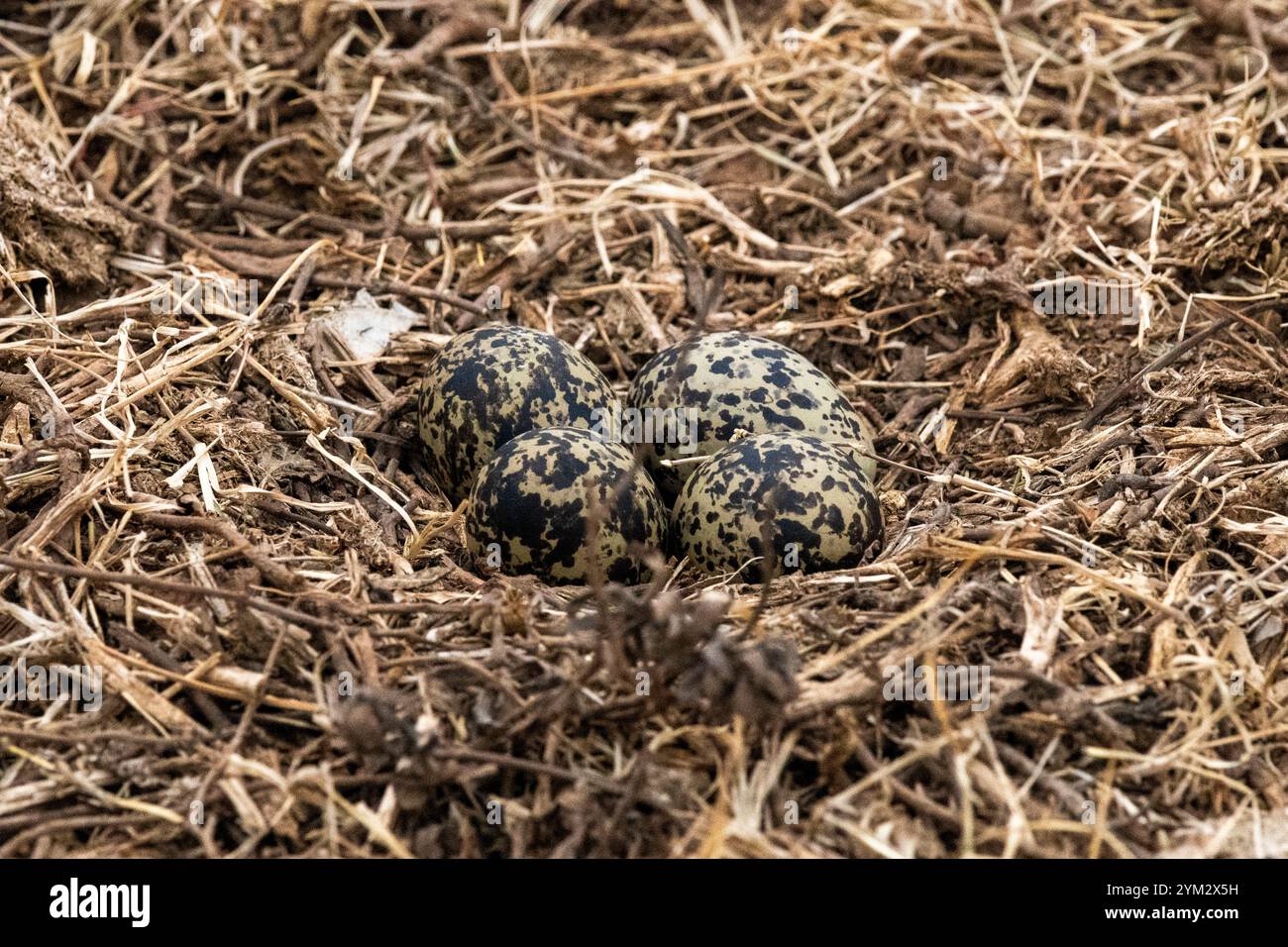 The eggs of a blacksmith lapwing bird in a nest at Schotia Game Reserve ...