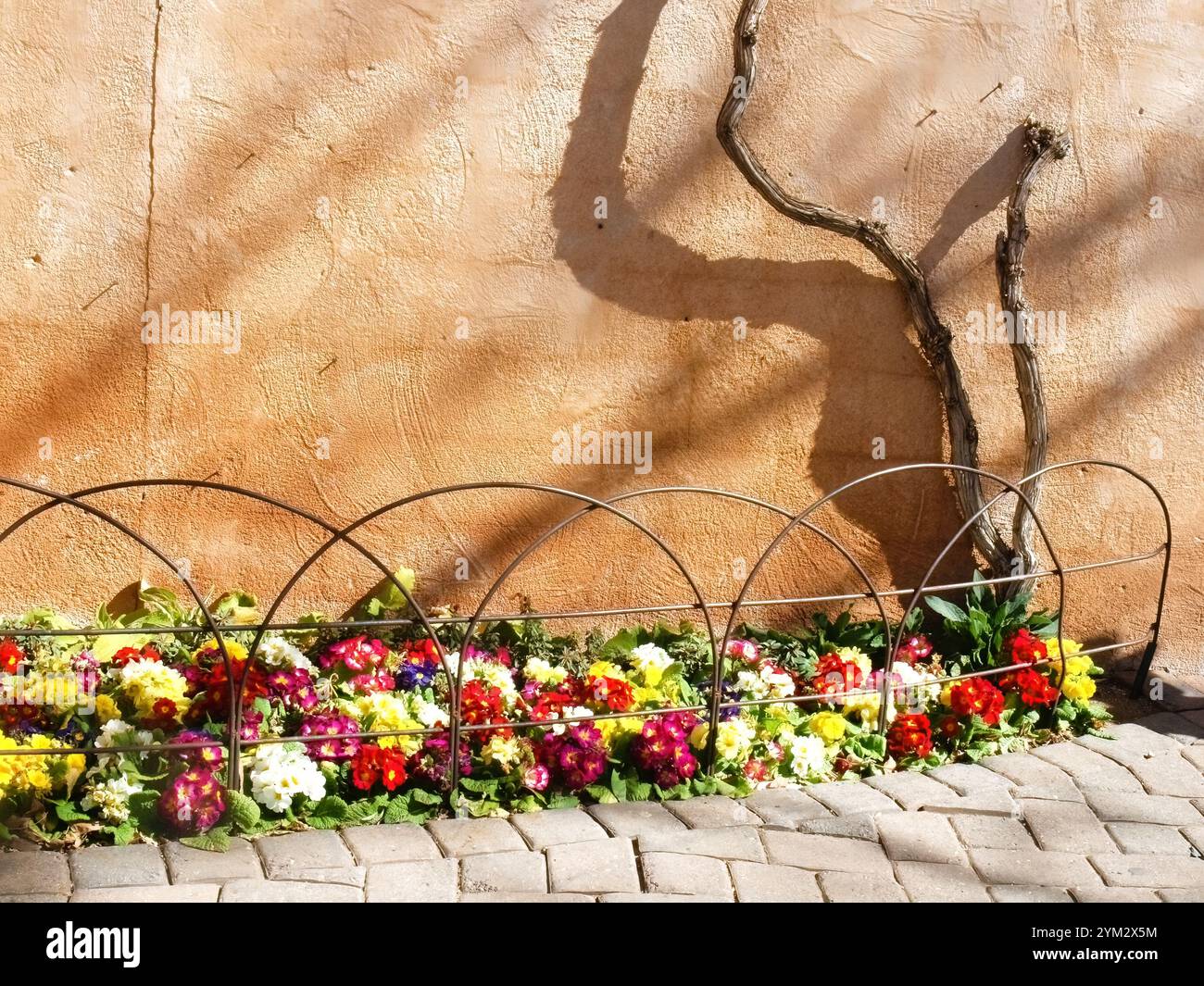 Sedona arizona flowers shadowed crooked stick hi-res stock photography ...