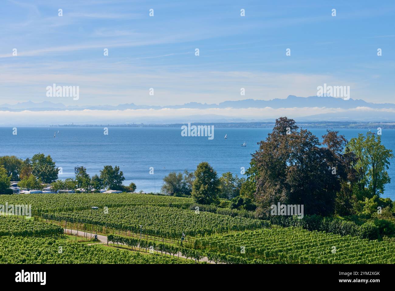 Breathtaking Bodensee Panorama Featuring Alpine Peaks, Vineyards, and ...