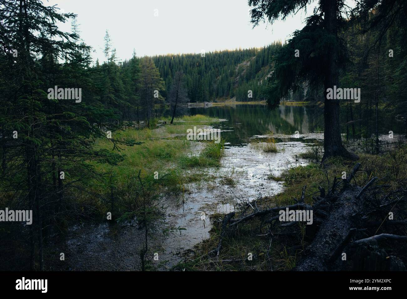 Lake Clark National Park, Alaska. A beaver dam or beaver impoundment is ...