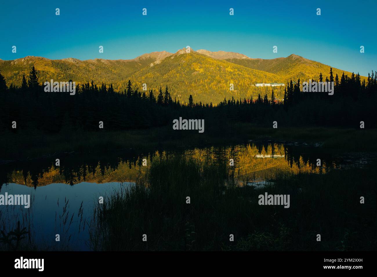Lake Clark National Park, Alaska. A beaver dam or beaver impoundment is ...