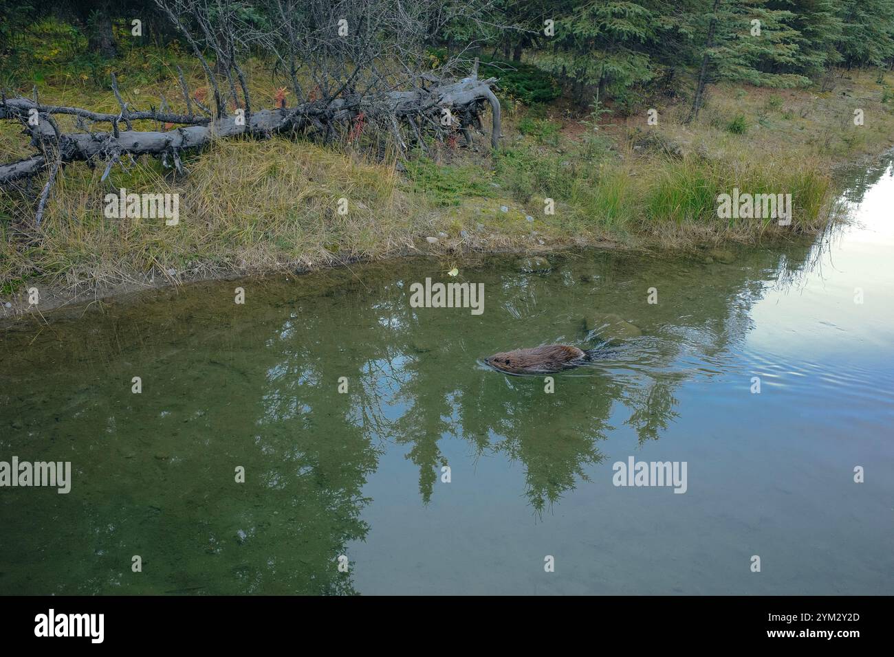 Lake Clark National Park, Alaska. A beaver dam or beaver impoundment is ...