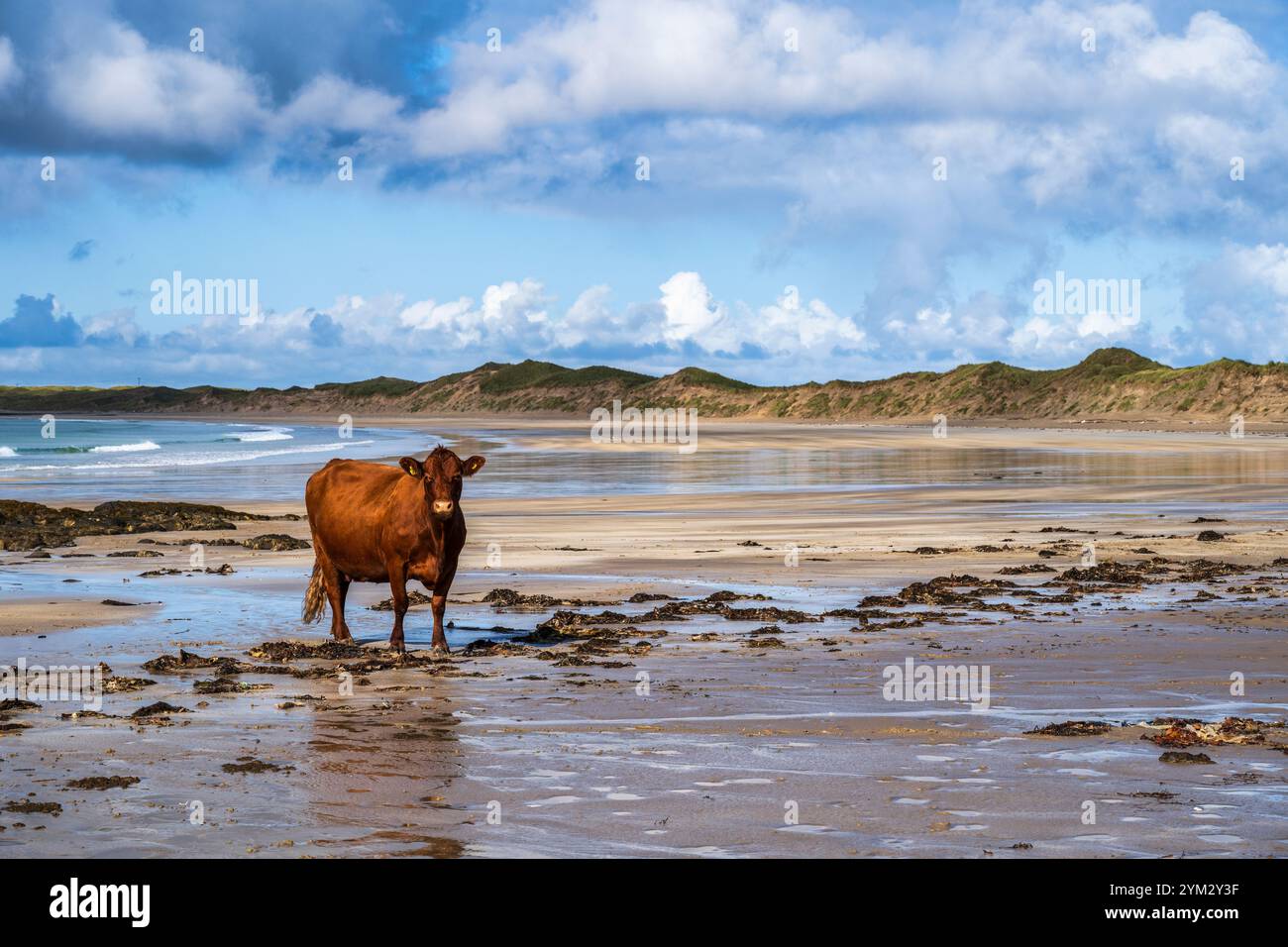 Cattle on Crossapol beach on Isle of Coll, Inner Hebrides, Scotland, UK ...