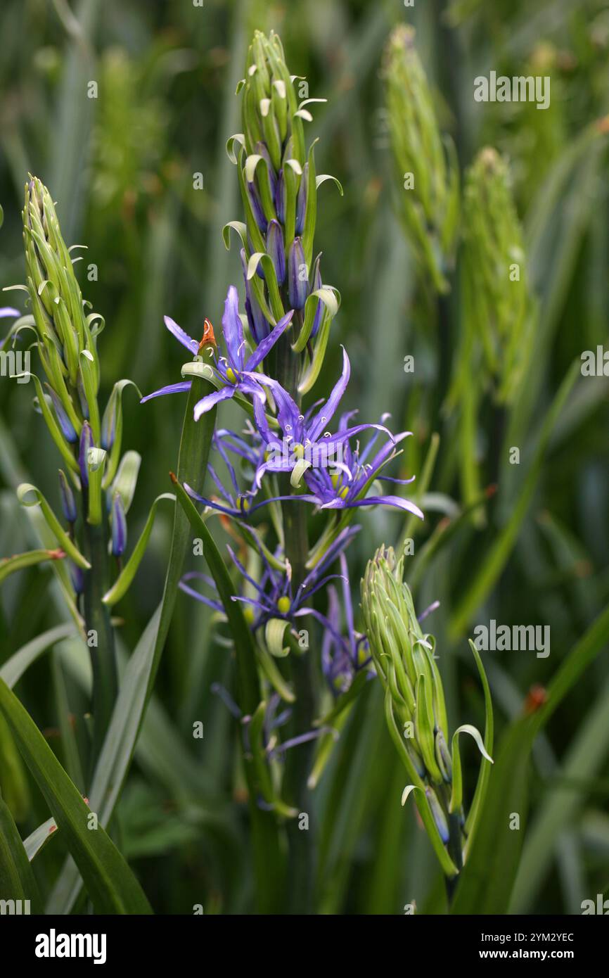 Great Camas or Large Camas, Camassia leichtlinii, Asparagaceae ...