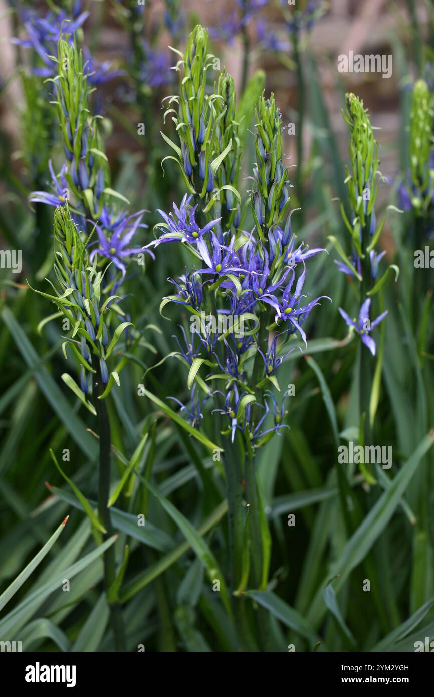 Great Camas or Large Camas, Camassia leichtlinii, Asparagaceae ...