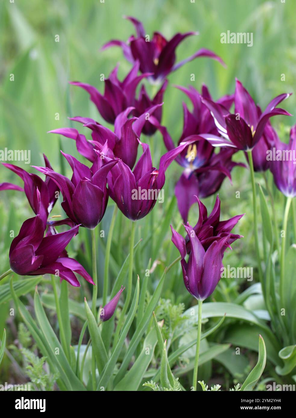 Lily-Flowered Tulip, Tulipa "Love Song", Liliaceae. Tulips are spring ...