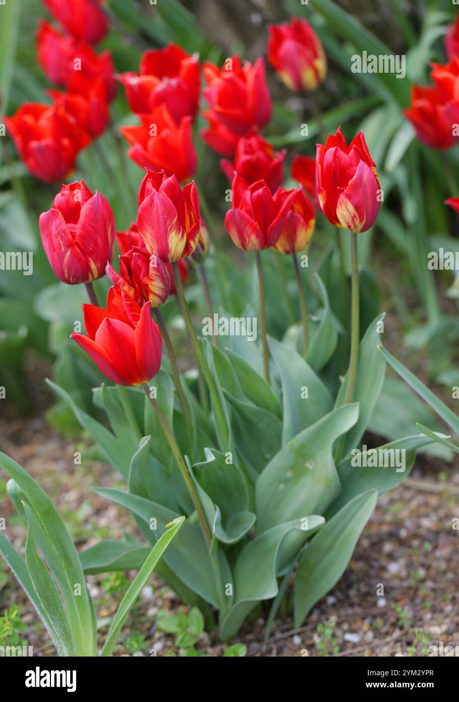 Red Tulip,Tulipa "Couleur Cardinal", Liliaceae. Tulips are spring ...