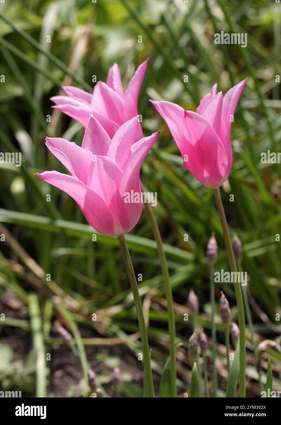 Pink Lily Flowering Tulip, Tulipa "China Pink", Liliaceae. Tulips are ...