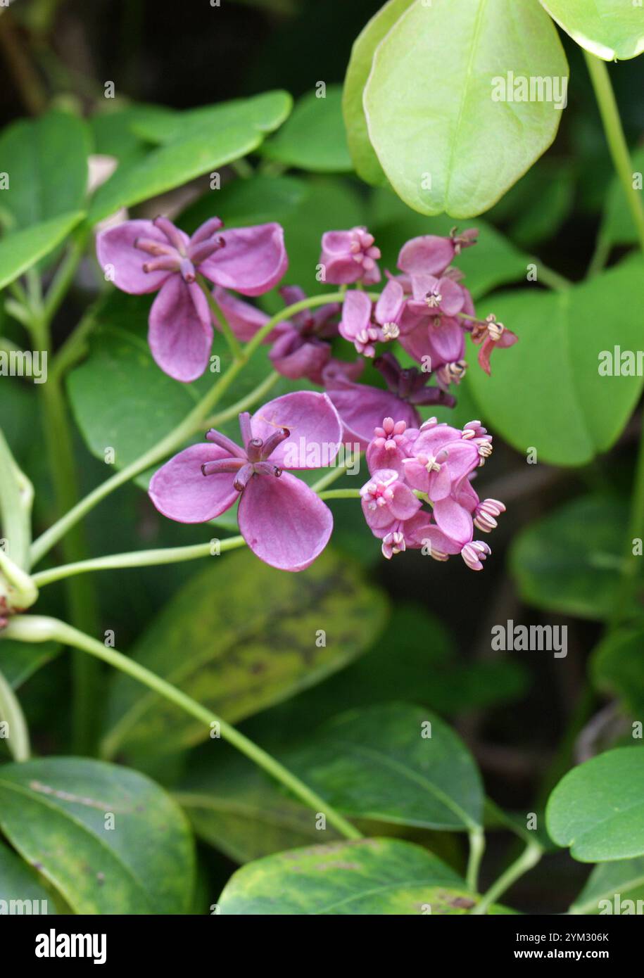 Chocolate Vine, Five-leaf Chocolate Vine, or Five-leaf Akebia, Akebia ...