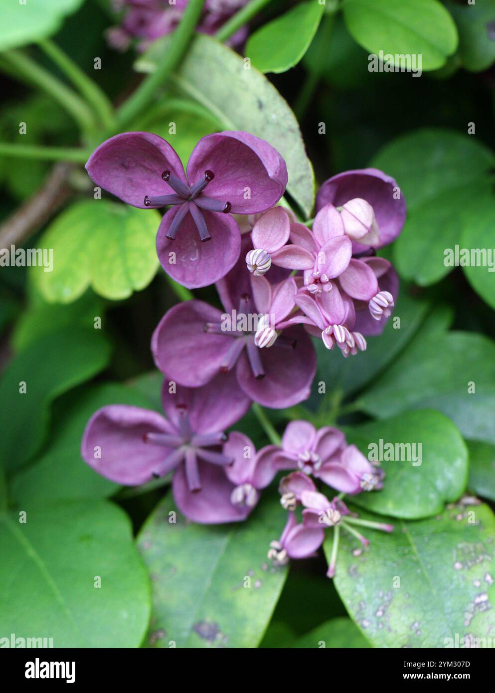 Chocolate Vine, Five-leaf Chocolate Vine, or Five-leaf Akebia, Akebia ...