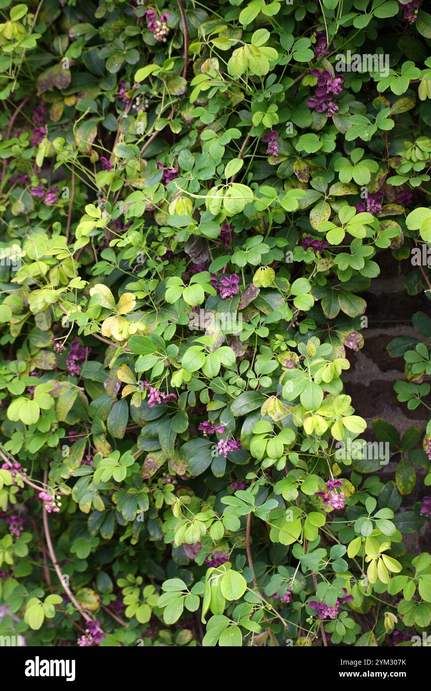 Chocolate Vine, Five-leaf Chocolate Vine, or Five-leaf Akebia, Akebia ...