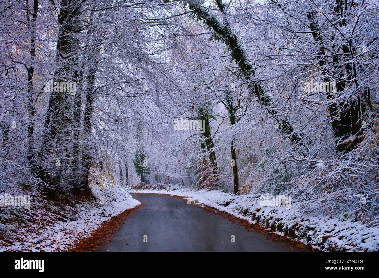 Icy road through Wentwood Forest. November 2024, downhill and twisting ...
