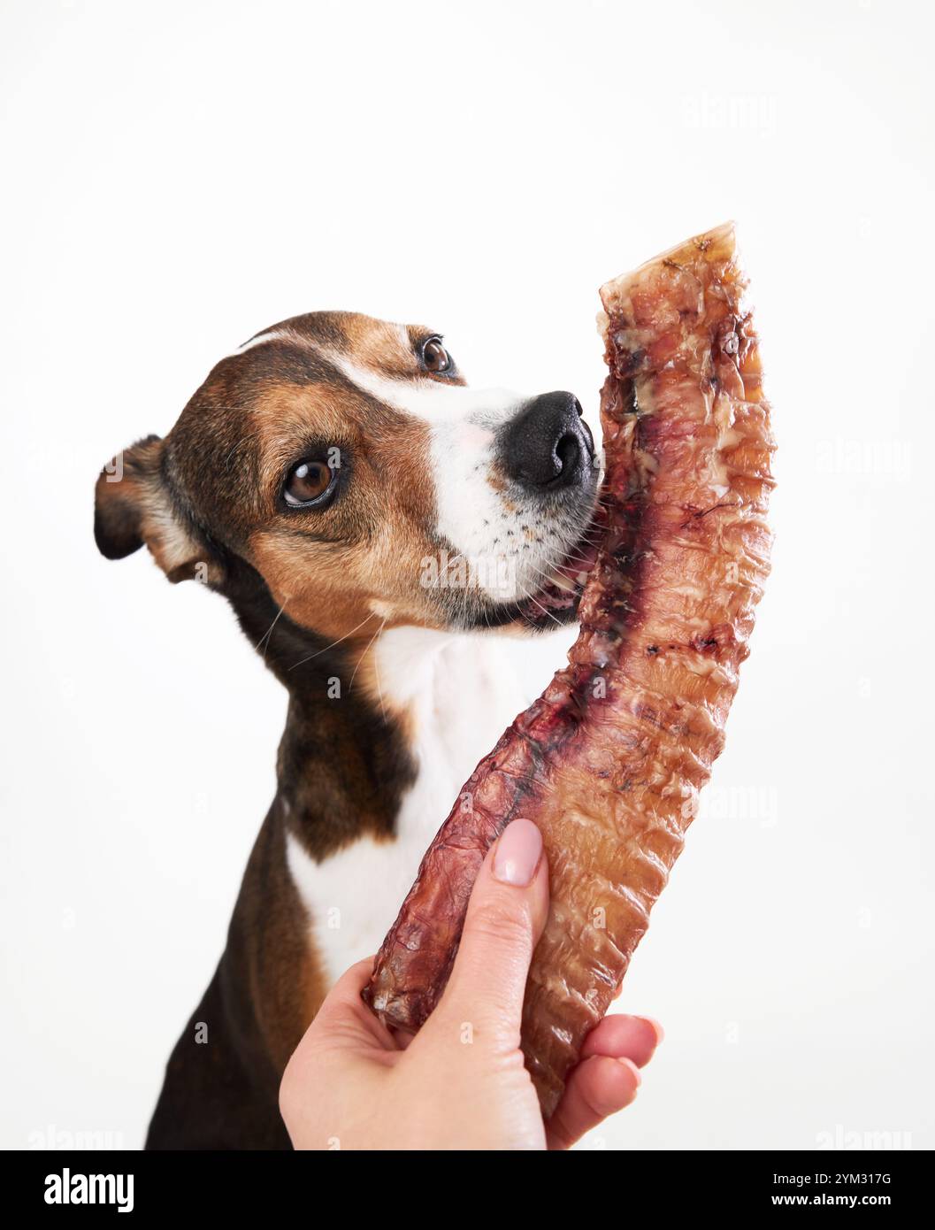 A dog is holding a large bone in its mouth. The image highlights the ...