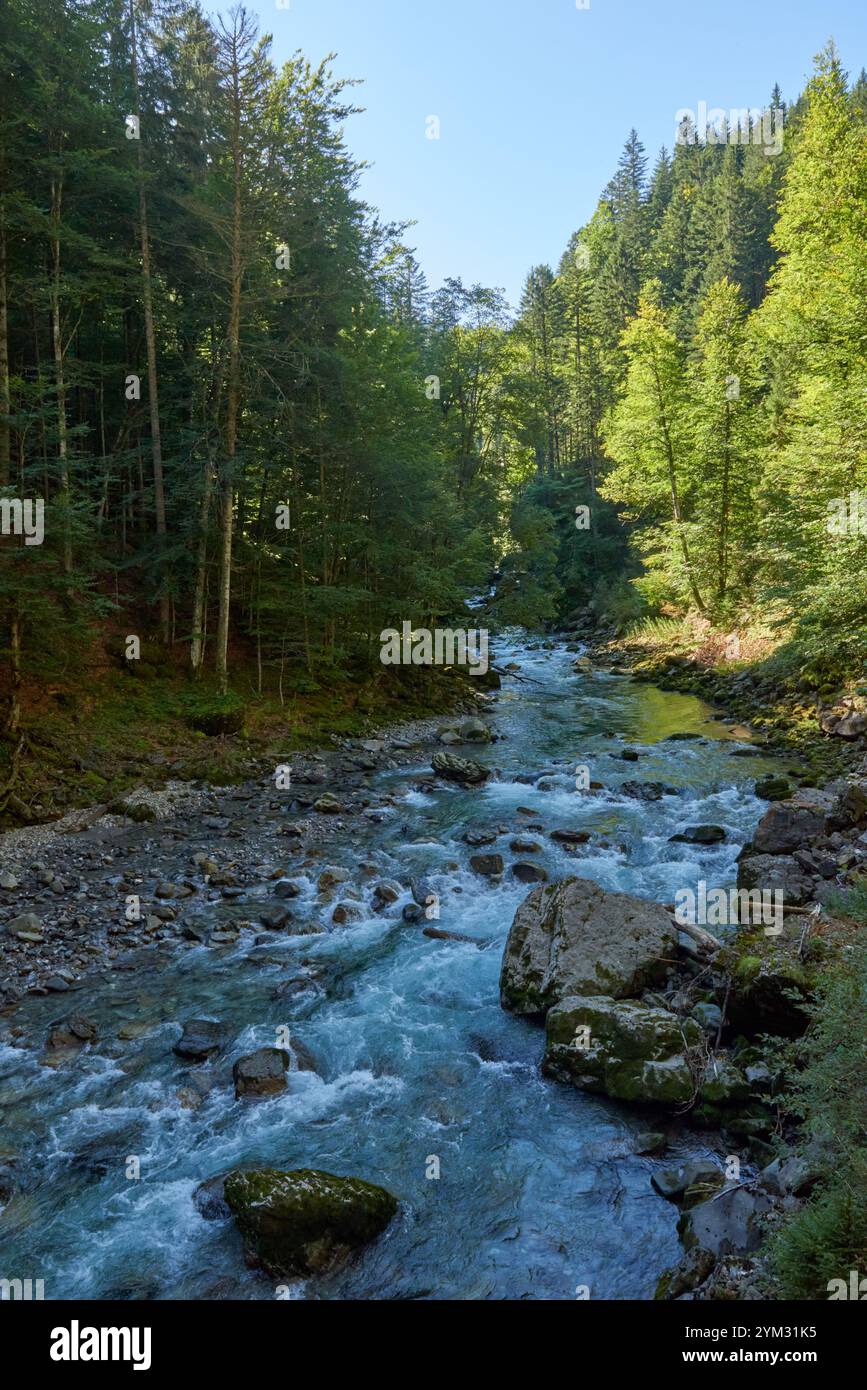 Pristine Alpine Stream Flows Through Lush Mountain Valley with Eco ...