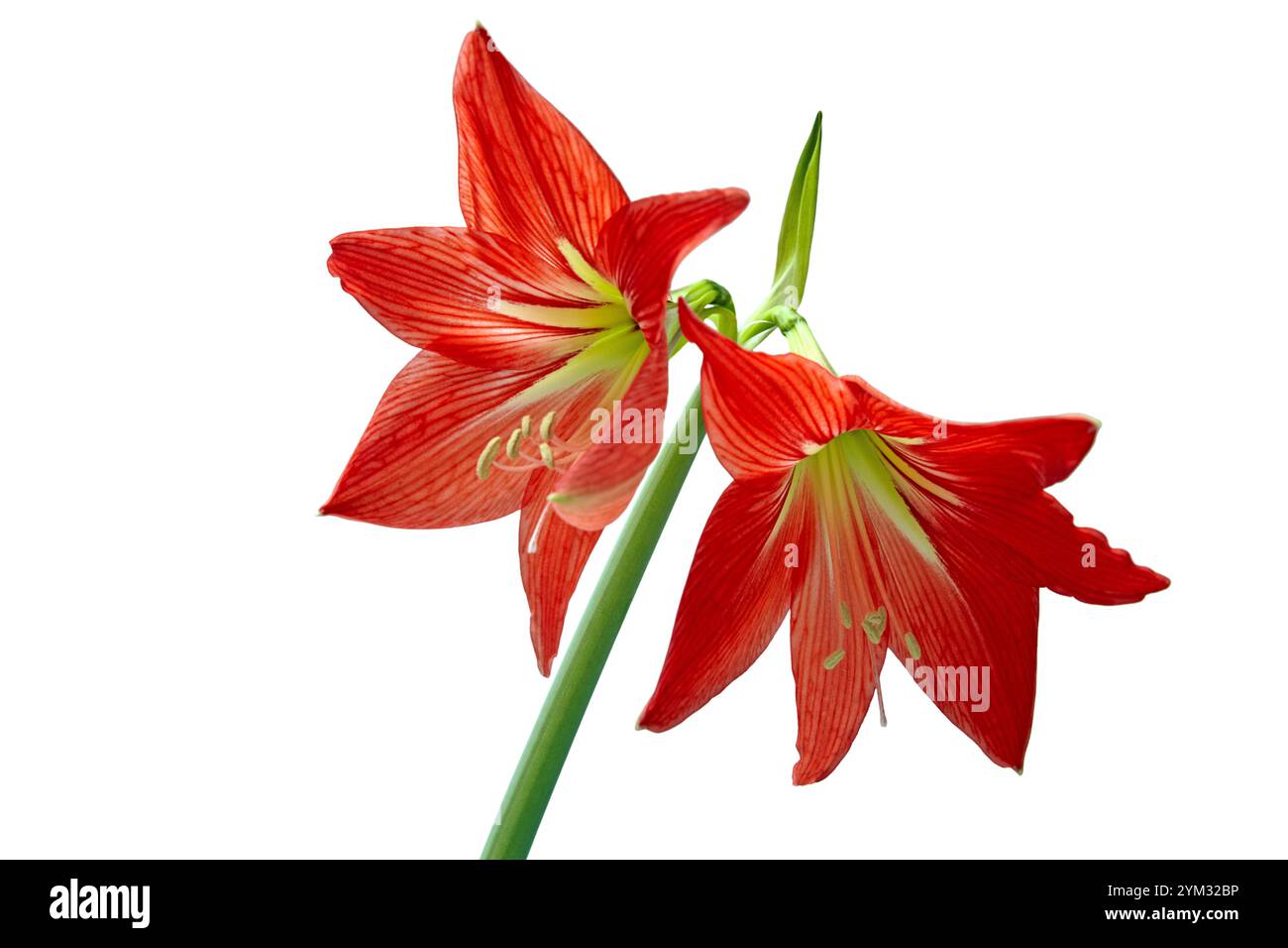 red hippeastrum flower close up isolated on white background Stock ...
