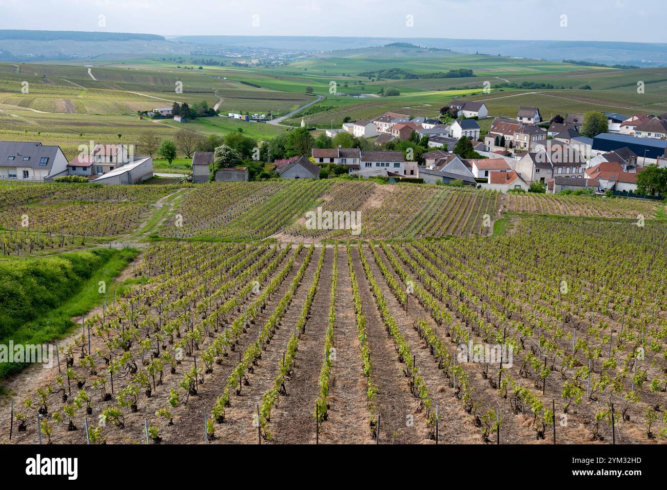 Spring landscape with green grand cru vineyards near Cramant, Avize ...