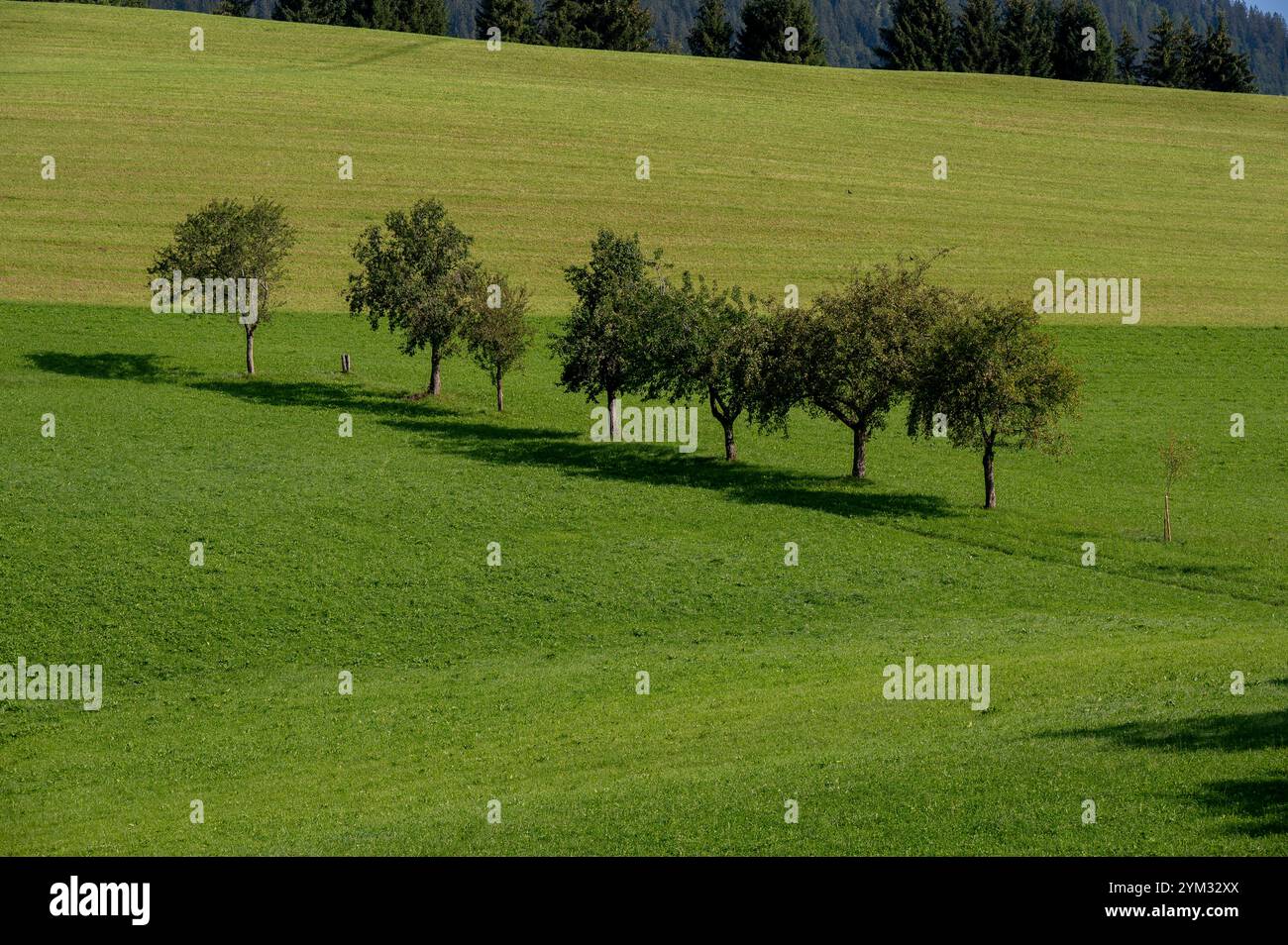 Oestereich, Tirol, Obstbaeume an einem Berg *** Austria, Tyrol, fruit ...