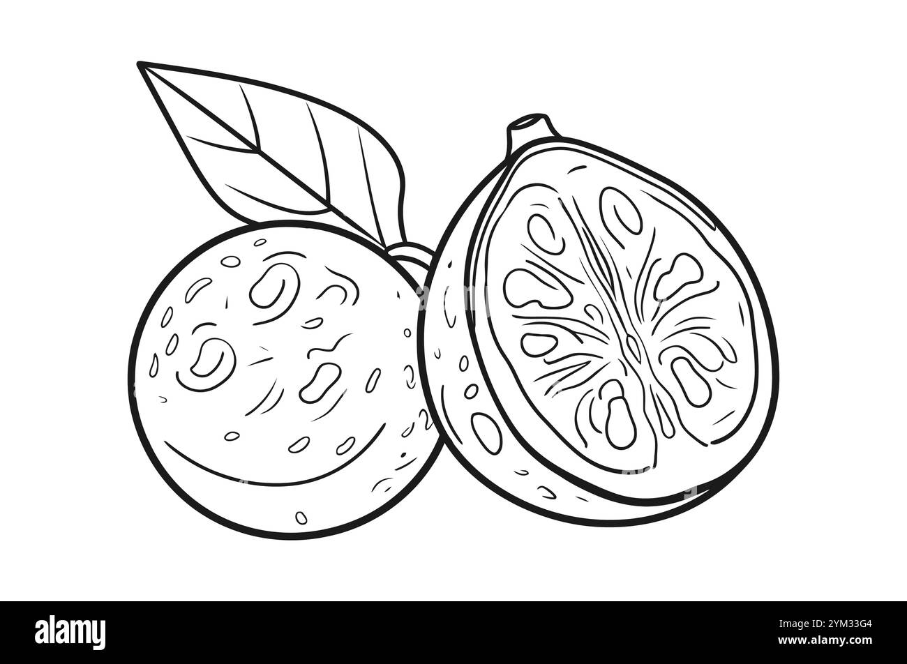 guava outline minimalist drawing icon isolated on white background ...